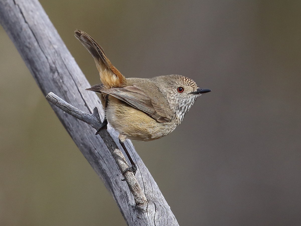 Inland Thornbill - Acanthiza apicalis - Birds of the World