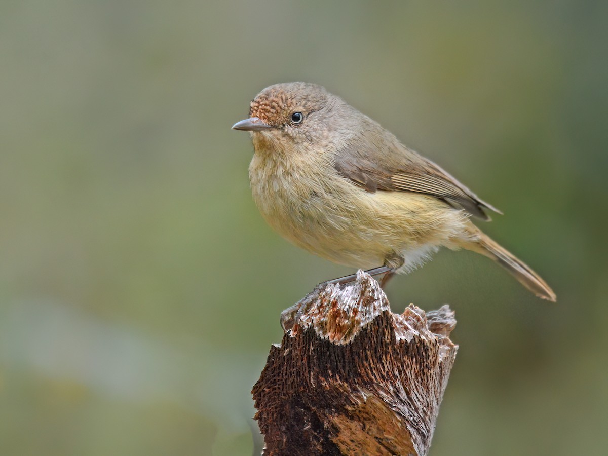 Western Thornbill - Acanthiza inornata - Birds of the World
