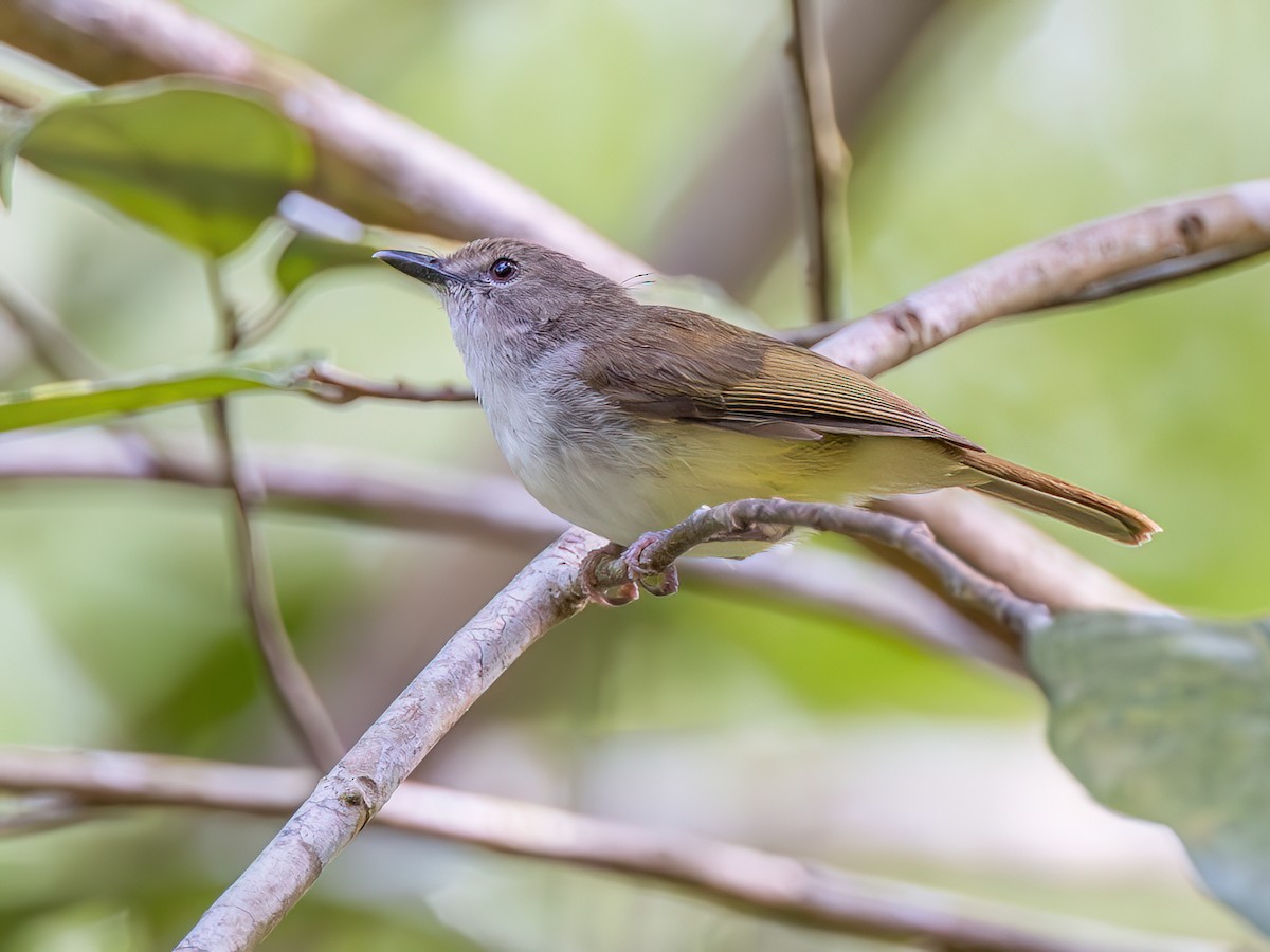 Yellow-bellied Gerygone - Gerygone chrysogaster - Birds of the World
