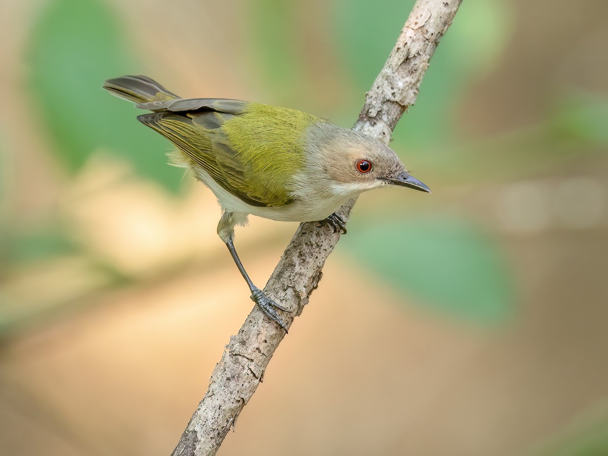 Green-backed Gerygone - Gerygone chloronota - Birds of the World