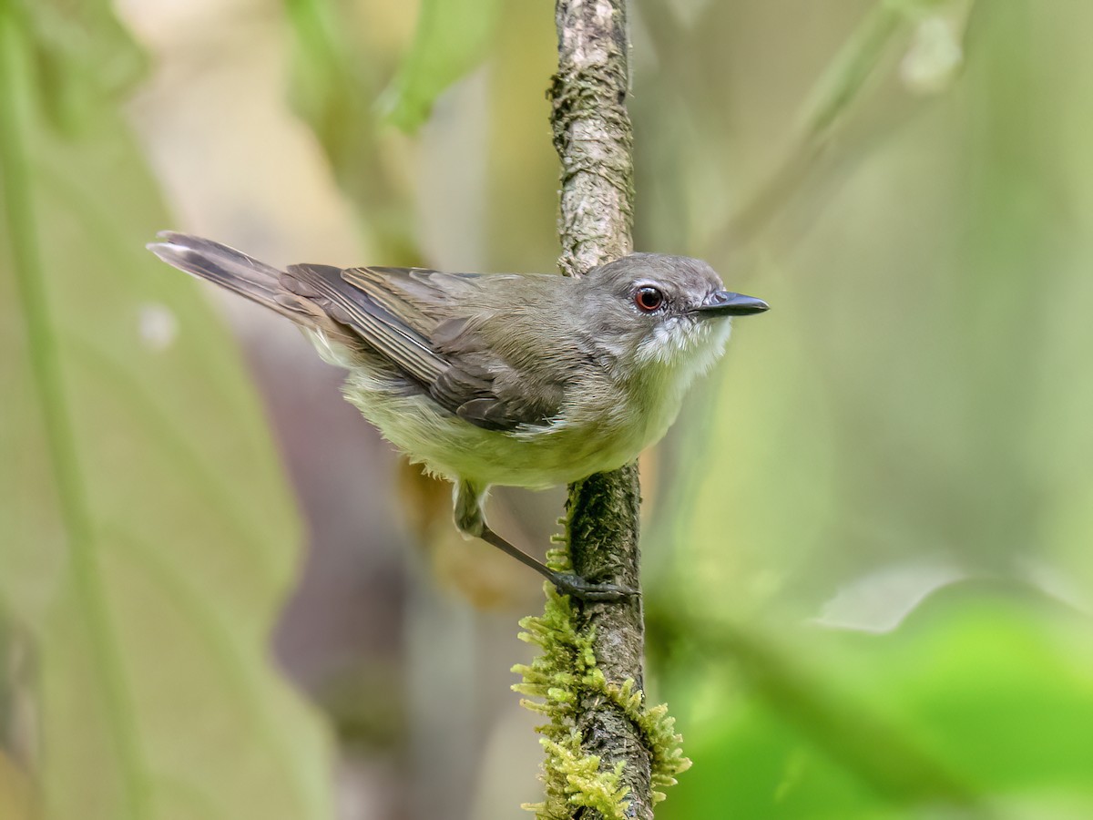 Biak Gerygone - Gerygone hypoxantha - Birds of the World
