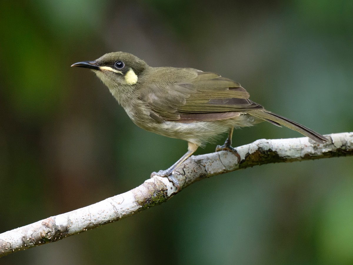Yellow-spotted Honeyeater - Meliphaga notata - Birds of the World