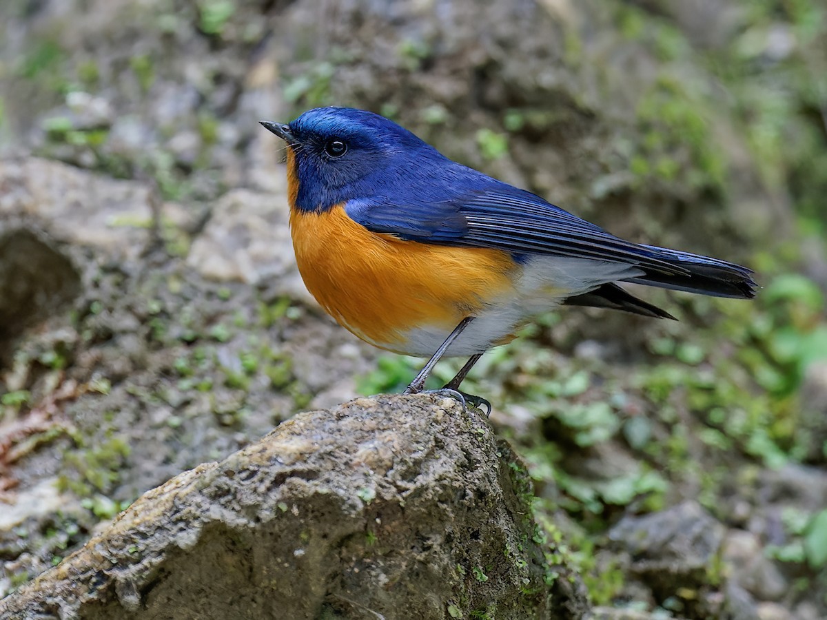 Rufous-breasted Bush-Robin - Tarsiger hyperythrus - Birds of the World