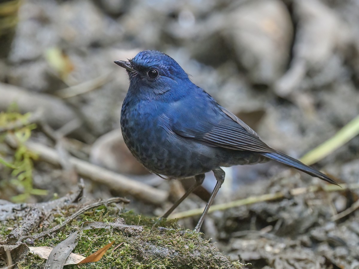 Blue-fronted Robin - Cinclidium frontale - Birds of the World