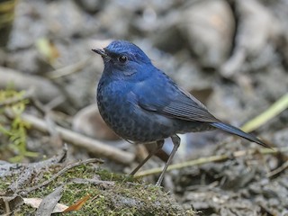 Blue-fronted Robin - Cinclidium frontale - Birds of the World