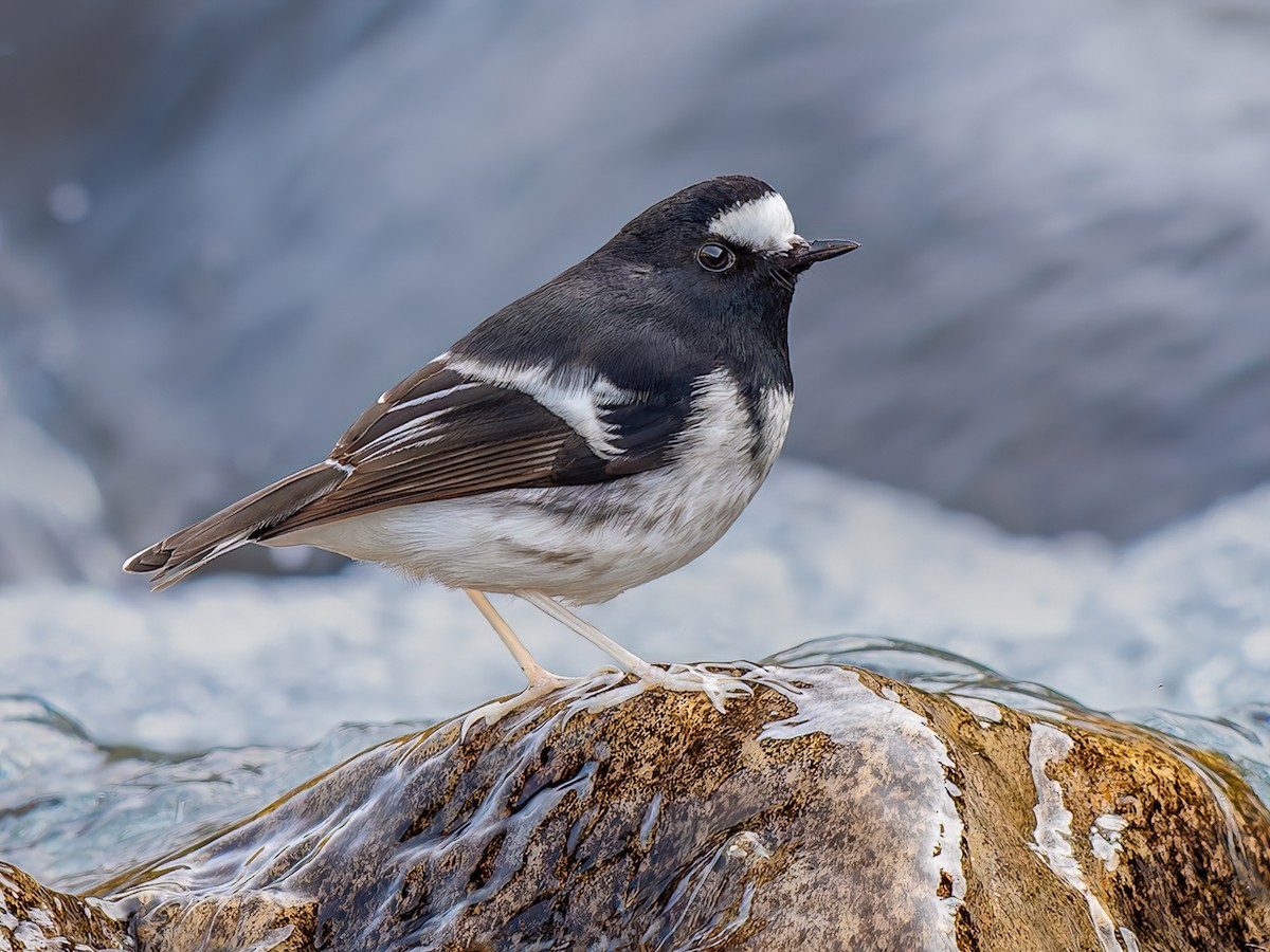 Little Forktail - Enicurus scouleri - Birds of the World