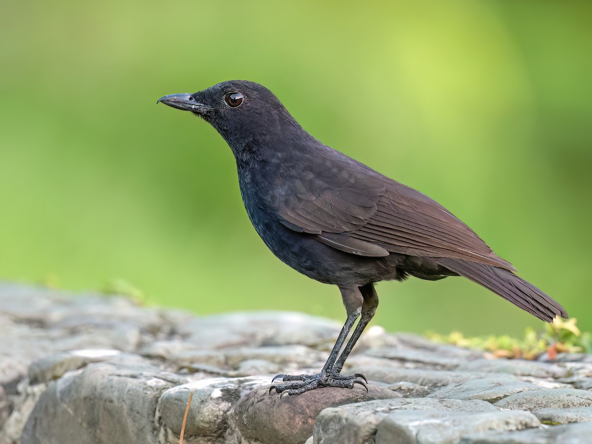 Bornean Whistling-Thrush - Myophonus borneensis - Birds of the World