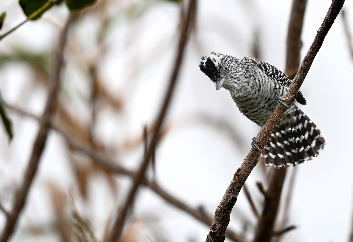 Batará barrado (grupo doliatus) - eBird