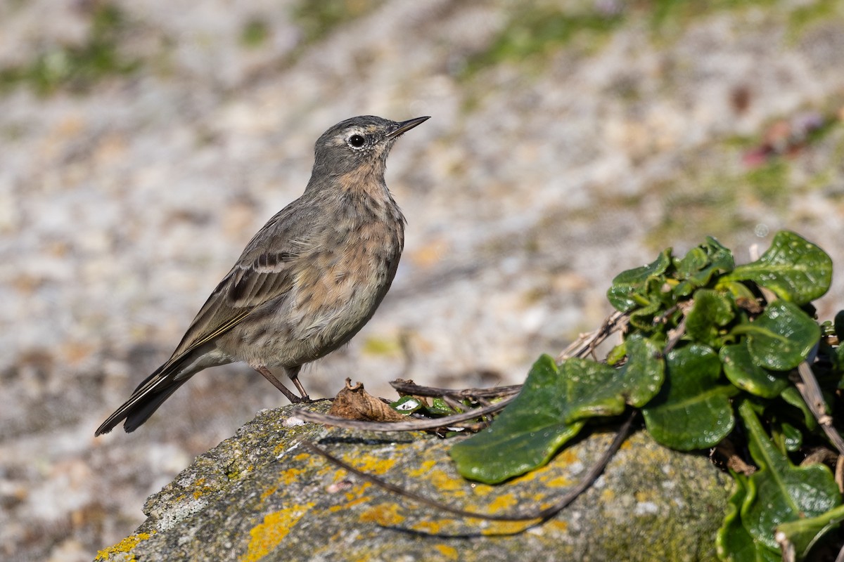 Rock Pipit (Scandinavian) - eBird