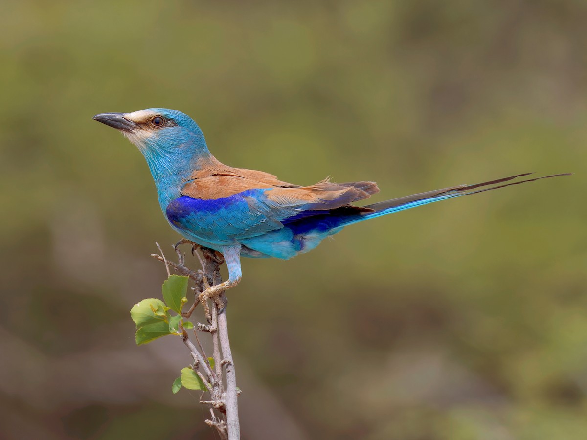 Abyssinian Roller - Coracias abyssinicus - Birds of the World