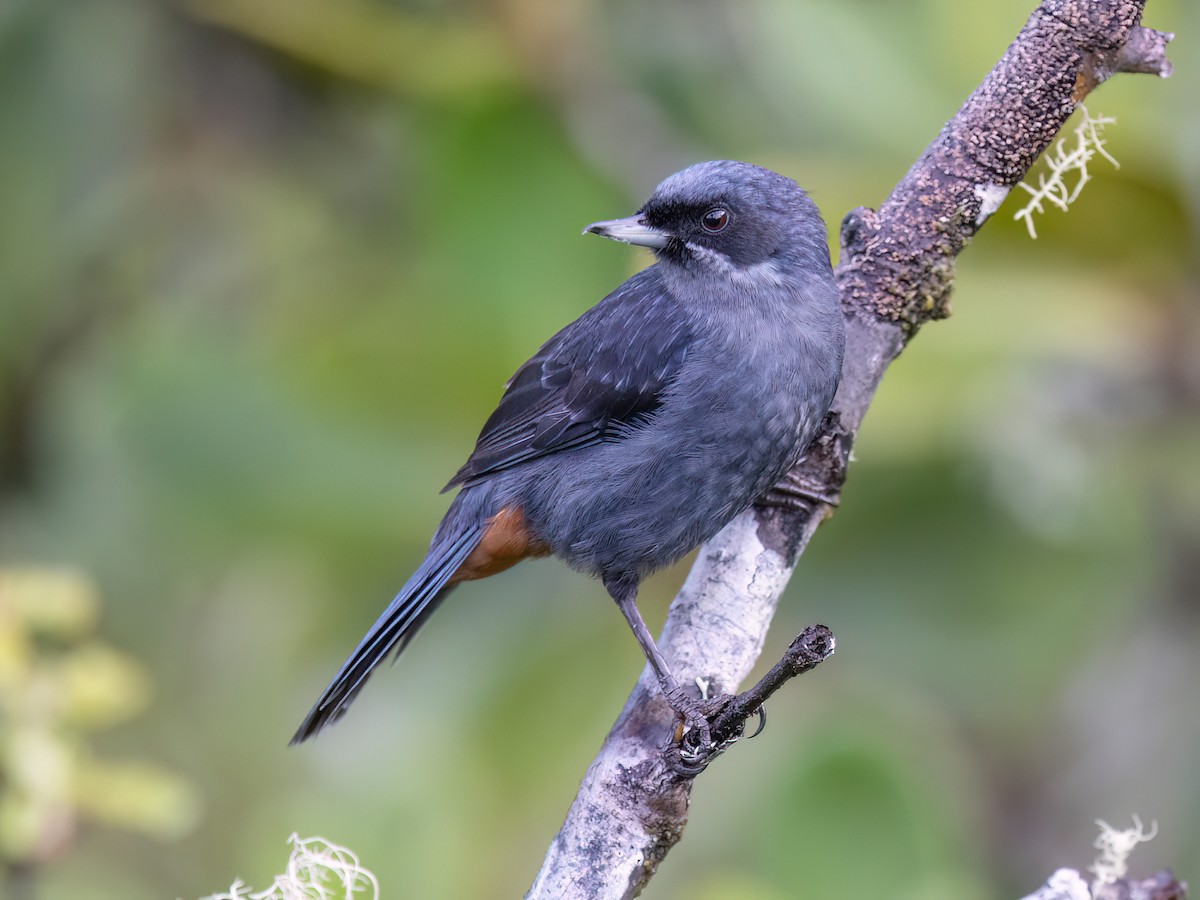 Greater Flowerpiercer - Diglossa major - Birds of the World