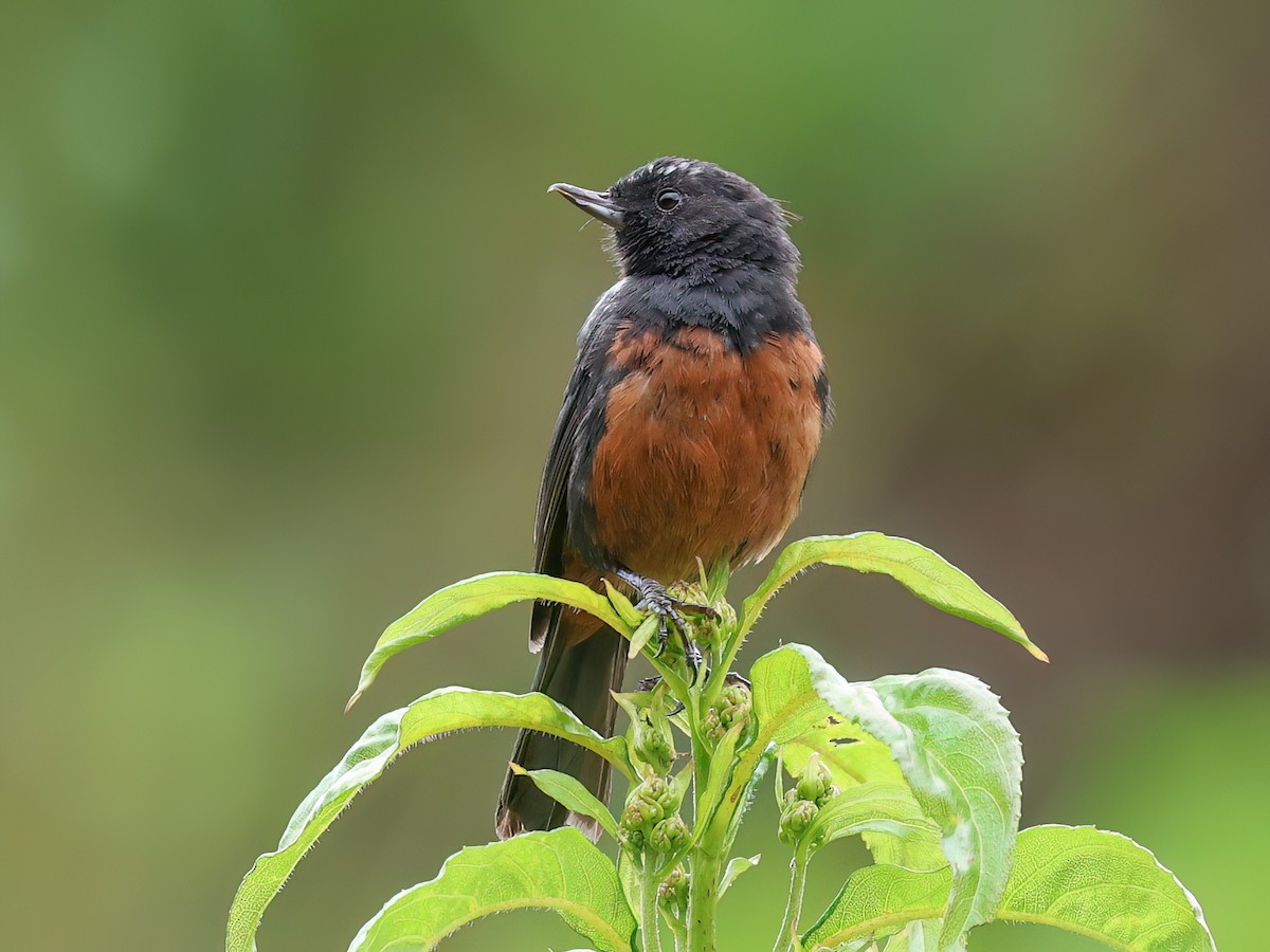 Merida Flowerpiercer - Diglossa gloriosa - Birds of the World