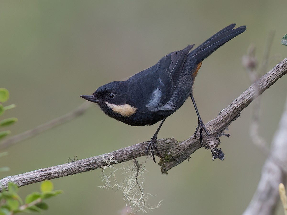 Moustached Flowerpiercer - Diglossa mystacalis - Birds of the World