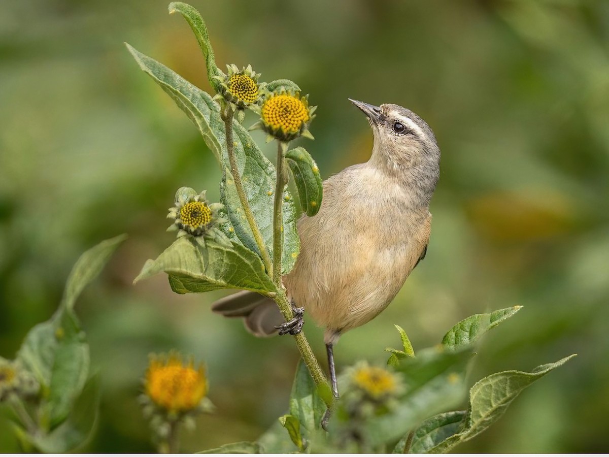 Cinereous Conebill - Conirostrum cinereum - Birds of the World