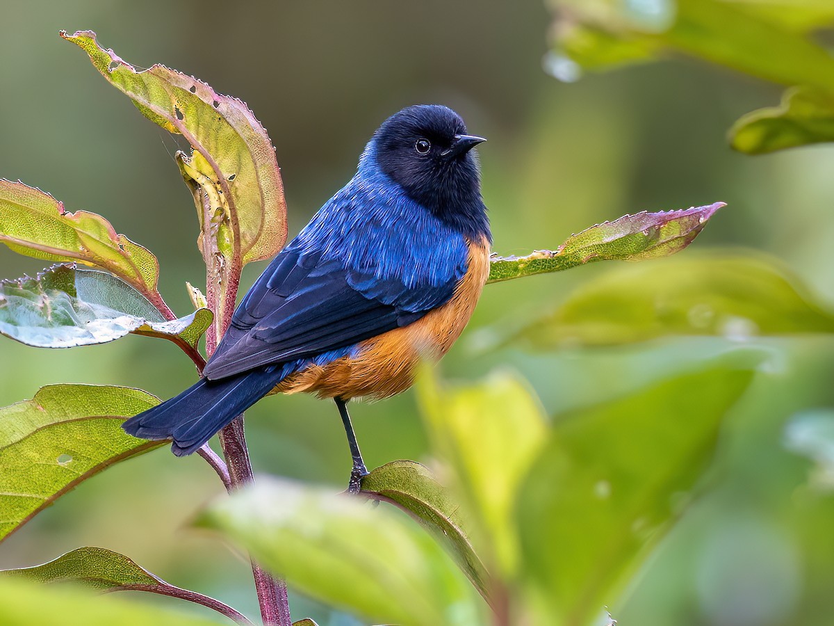 Blue-backed Conebill - Conirostrum sitticolor - Birds of the World
