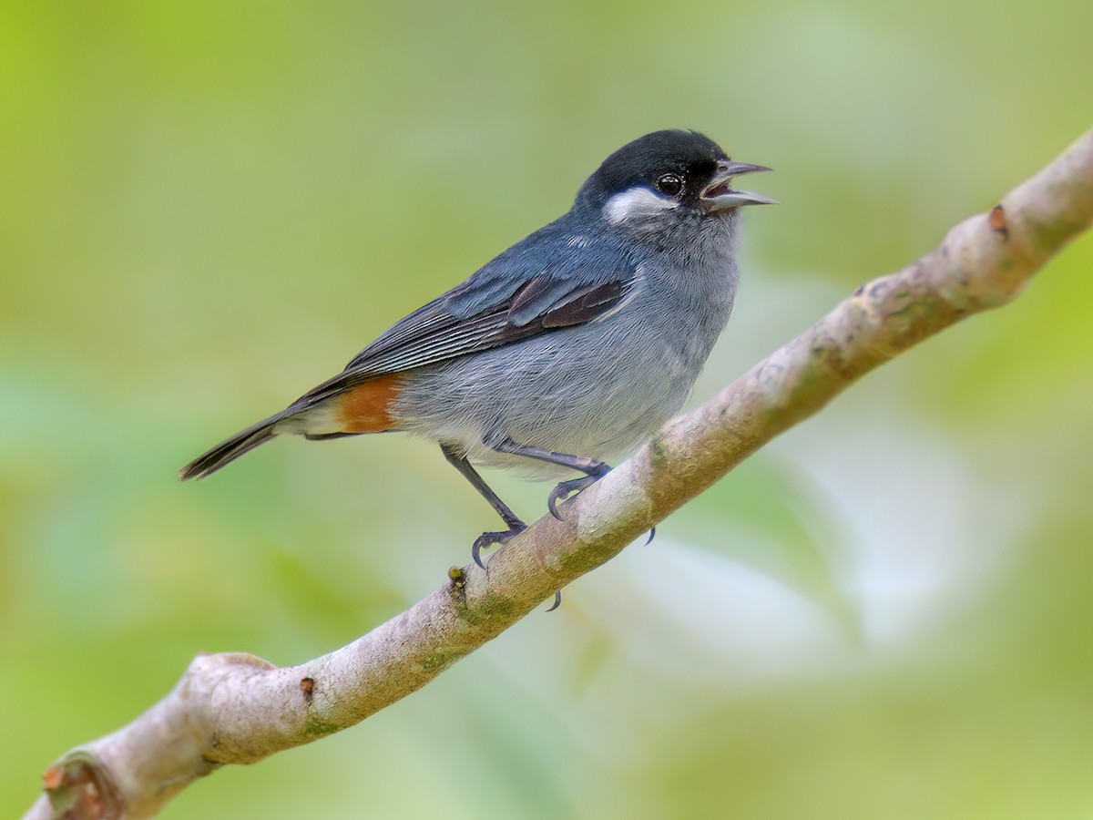 White-eared Conebill - Conirostrum leucogenys - Birds of the World