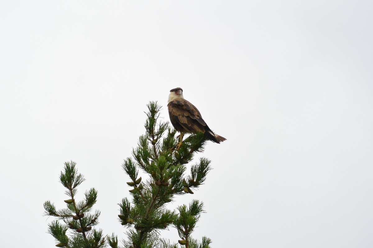 eBird Checklist - 17 Jul 2015 - Jasper National Park (general) - 1 species