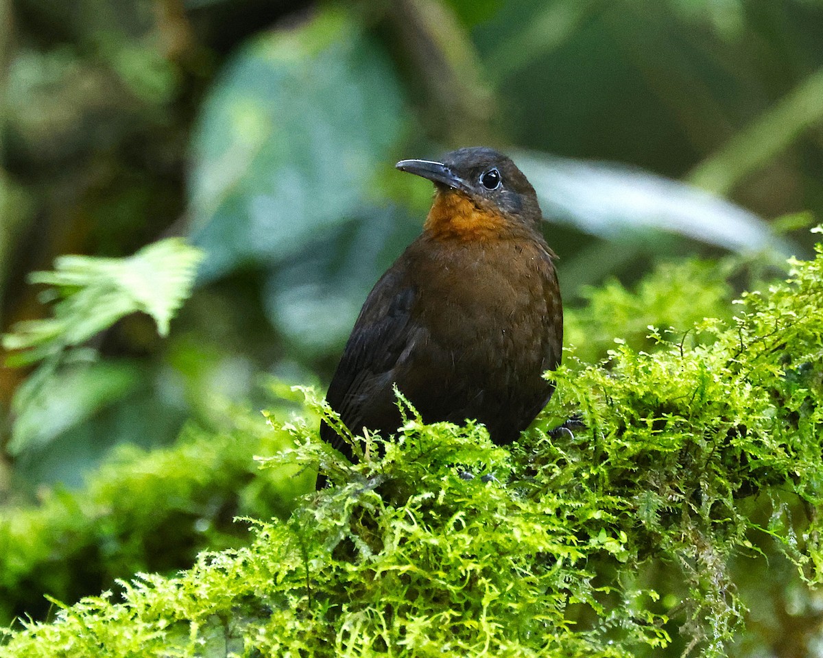 Dusky Leaftosser (Dusky) - eBird