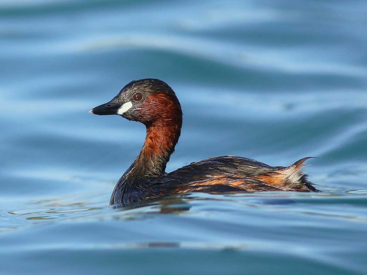 Little Grebe - Tachybaptus ruficollis - Birds of the World
