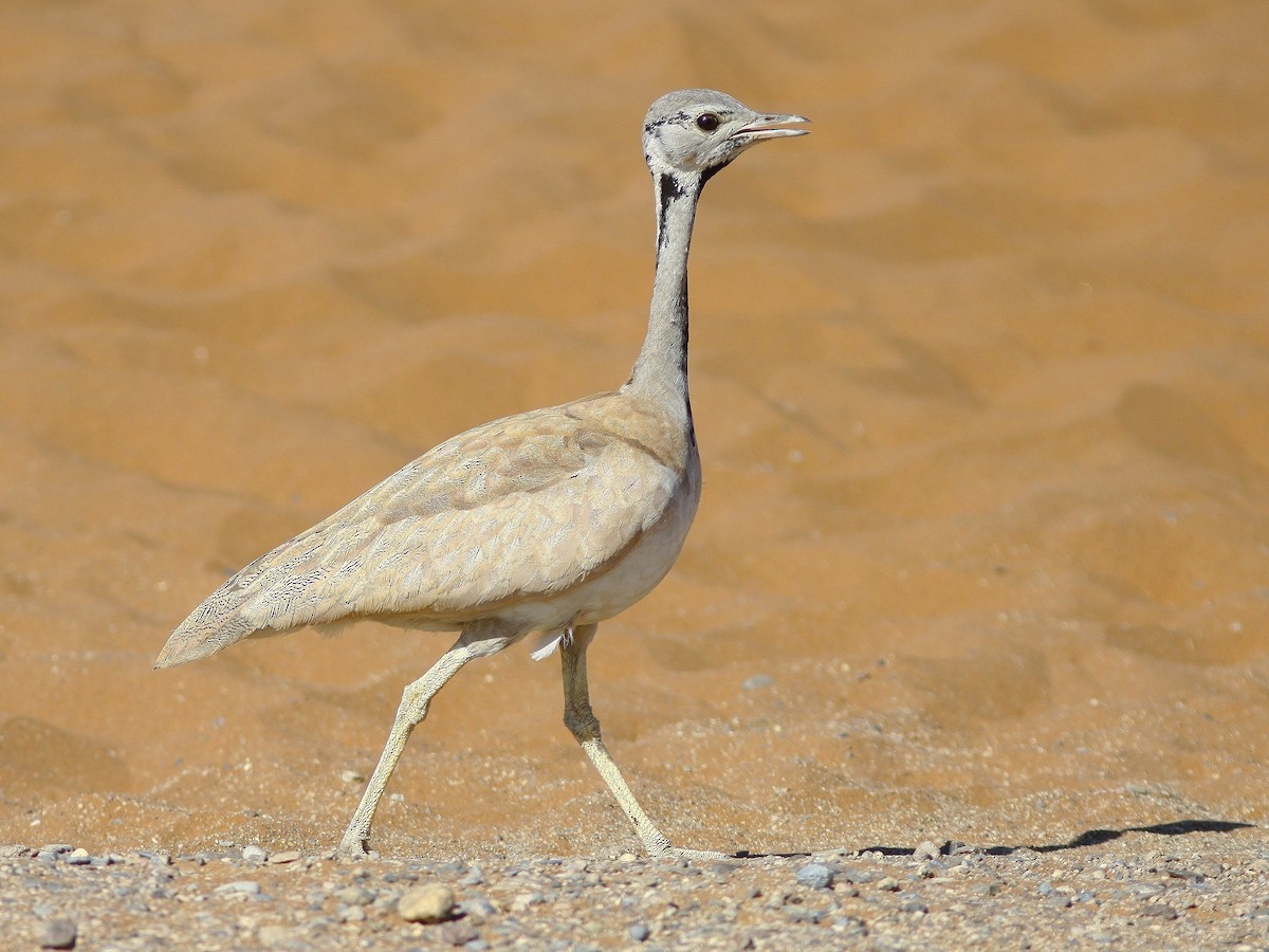 Rüppell's Bustard - Heterotetrax rueppelii - Birds of the World