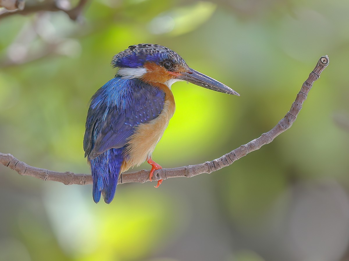 Malagasy Kingfisher - Corythornis vintsioides - Birds of the World