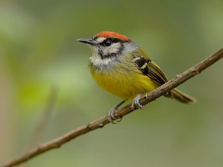 Rufous-crowned Tody-Flycatcher - Poecilotriccus ruficeps - Birds of the ...