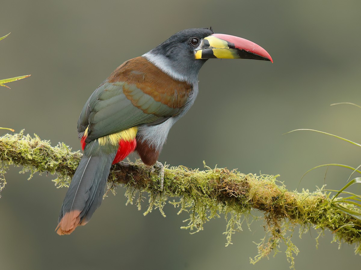 Gray-breasted Mountain-Toucan - Andigena hypoglauca - Birds of the World