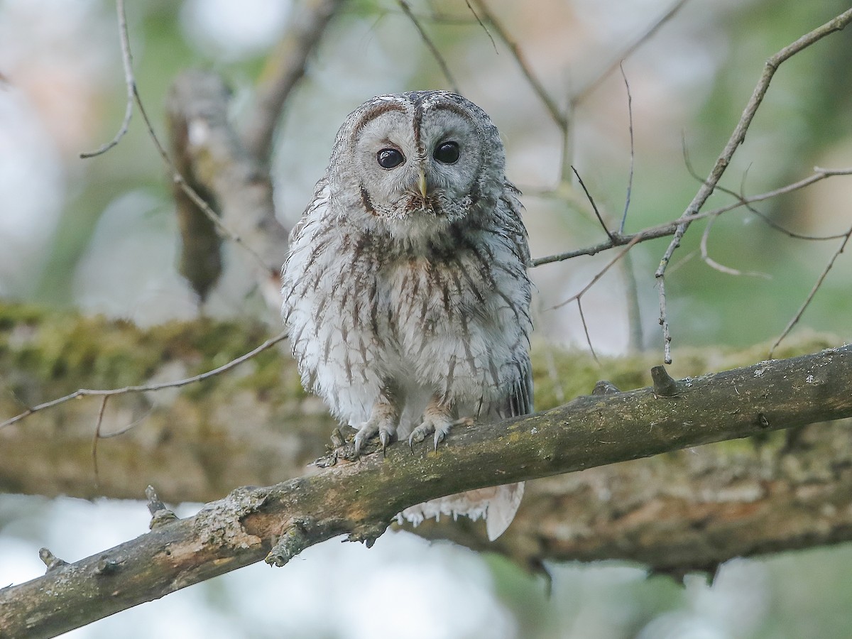Tawny Owl - Strix aluco - Birds of the World