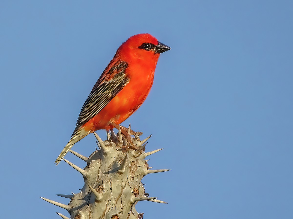 Red Fody - Foudia madagascariensis - Birds of the World