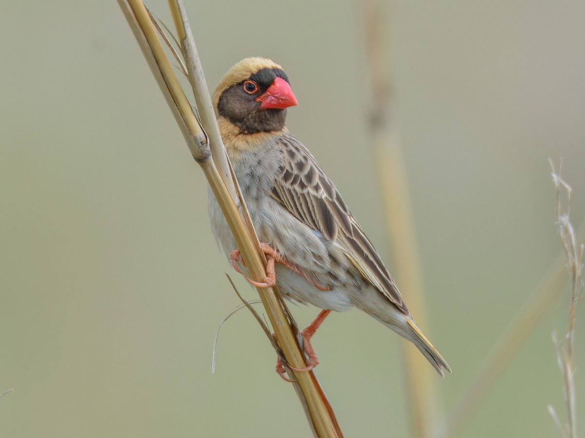 Red-billed Quelea - Quelea quelea - Birds of the World