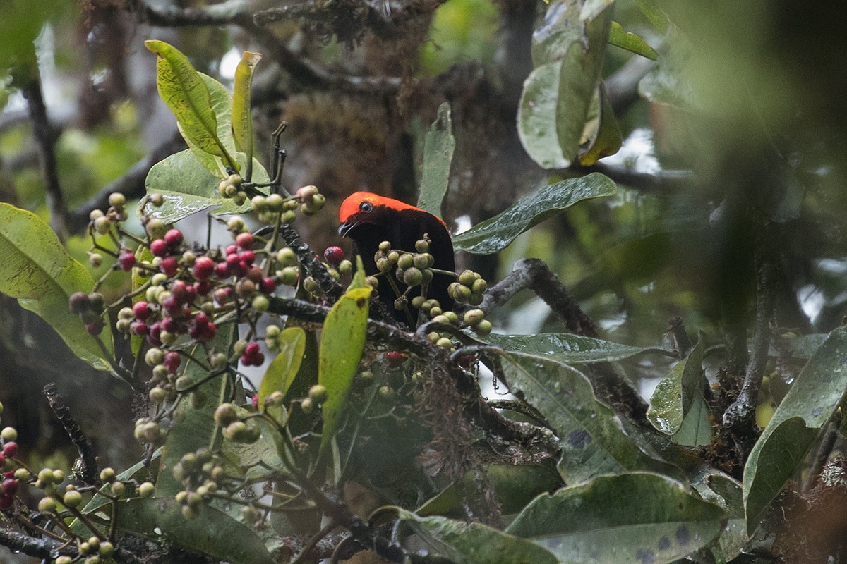 Crested Satinbird - Cnemophilus macgregorii - Birds of the World