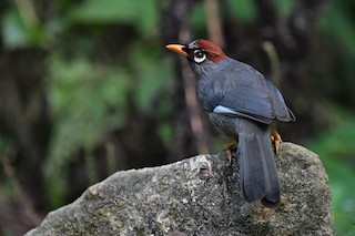 Chestnut-capped Laughingthrush - Pterorhinus mitratus - Birds of the World