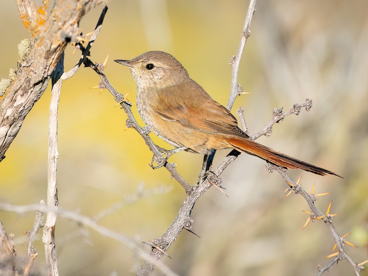 Sharp-billed Canastero - Asthenes pyrrholeuca - Birds of the World