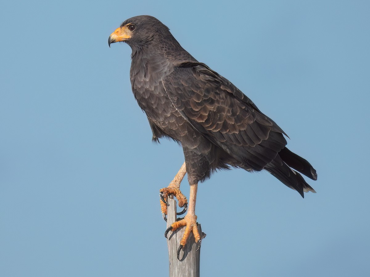 Cuban Black Hawk - Buteogallus gundlachii - Birds of the World