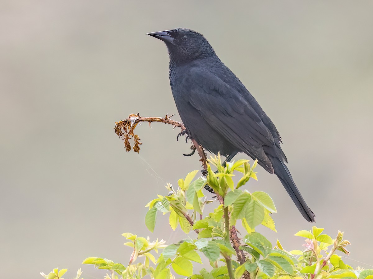 Austral Blackbird - Curaeus curaeus - Birds of the World