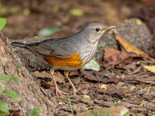 Gray-backed Thrush - Turdus hortulorum - Birds of the World