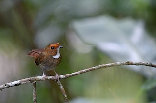 Rufous-browed Flycatcher - Anthipes solitaris - Birds of the World