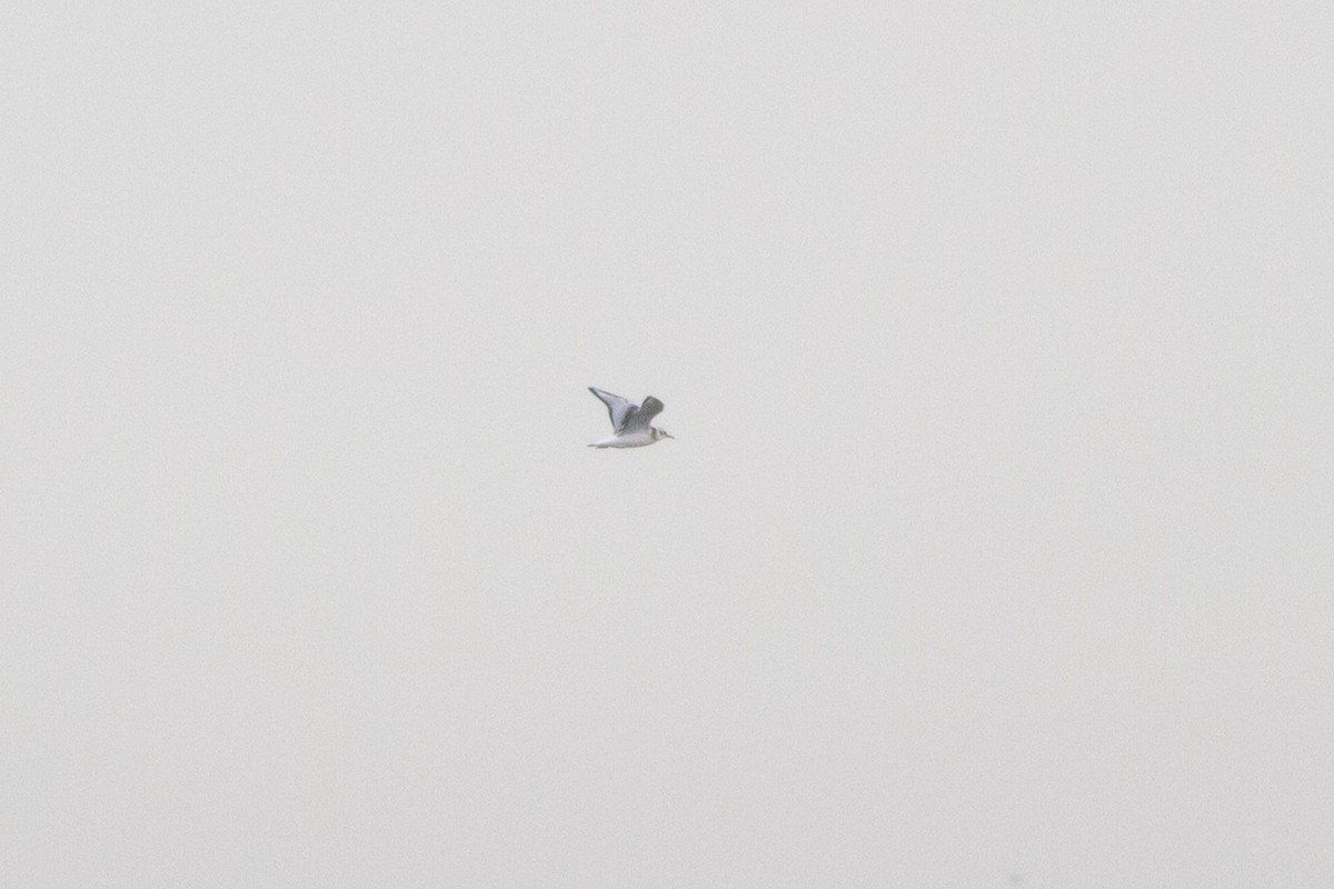 ML63219551 Bonaparte's Gull Macaulay Library