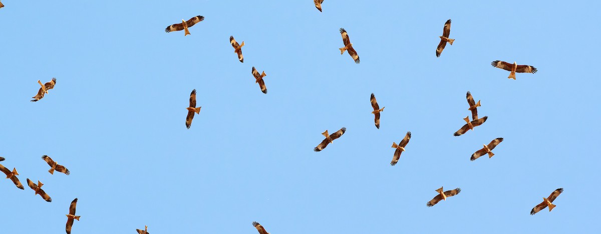 Birds of the World - Cornell Lab of Ornithology