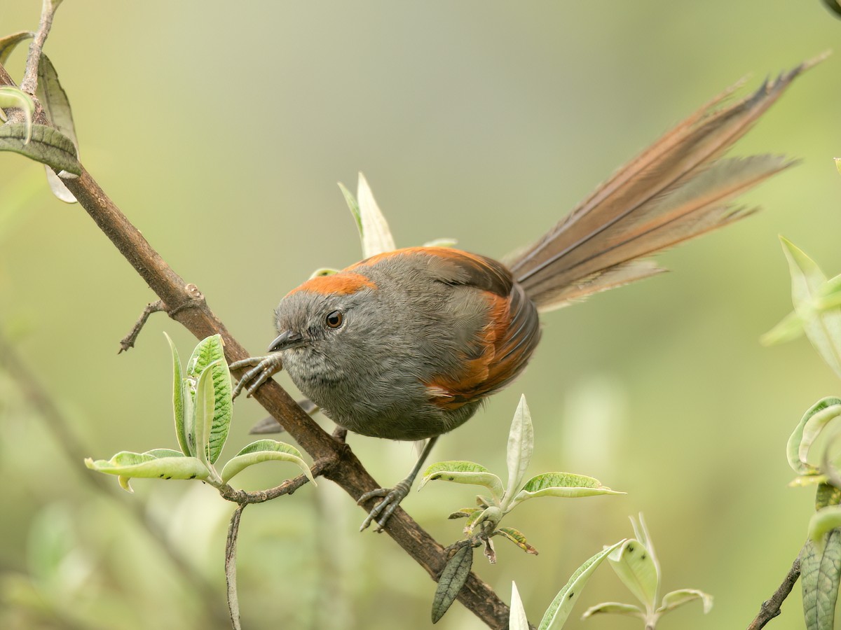 Apurimac Spinetail - Synallaxis courseni - Birds of the World