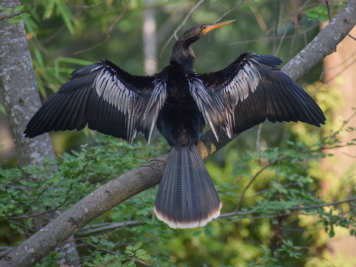 Anhinga - Anhinga anhinga - Birds of the World