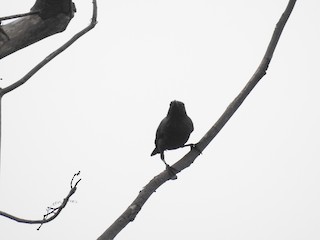 Tanimbar Starling - Aplonis crassa - Birds of the World