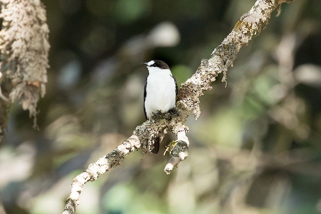 Photos - Torrent Flyrobin - Monachella muelleriana - Birds of the World