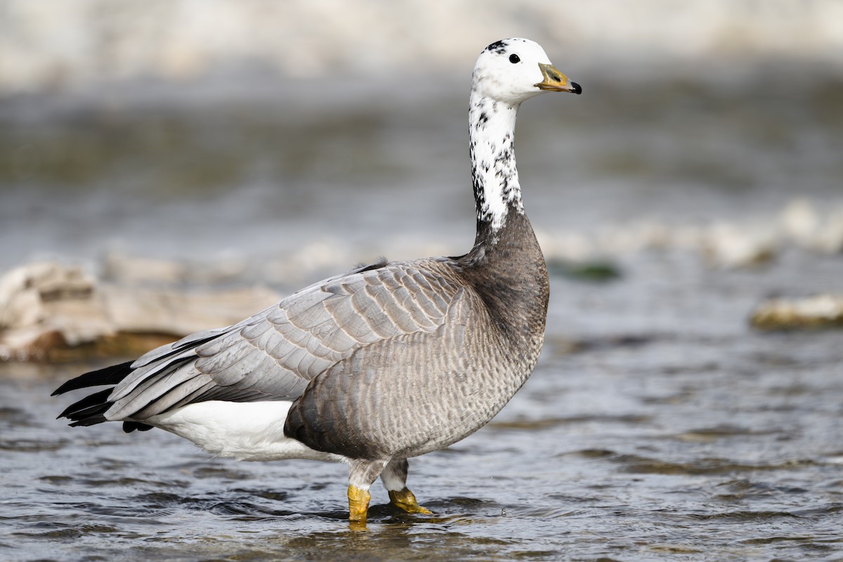 Bar-headed x Barnacle Goose (hybrid) - eBird