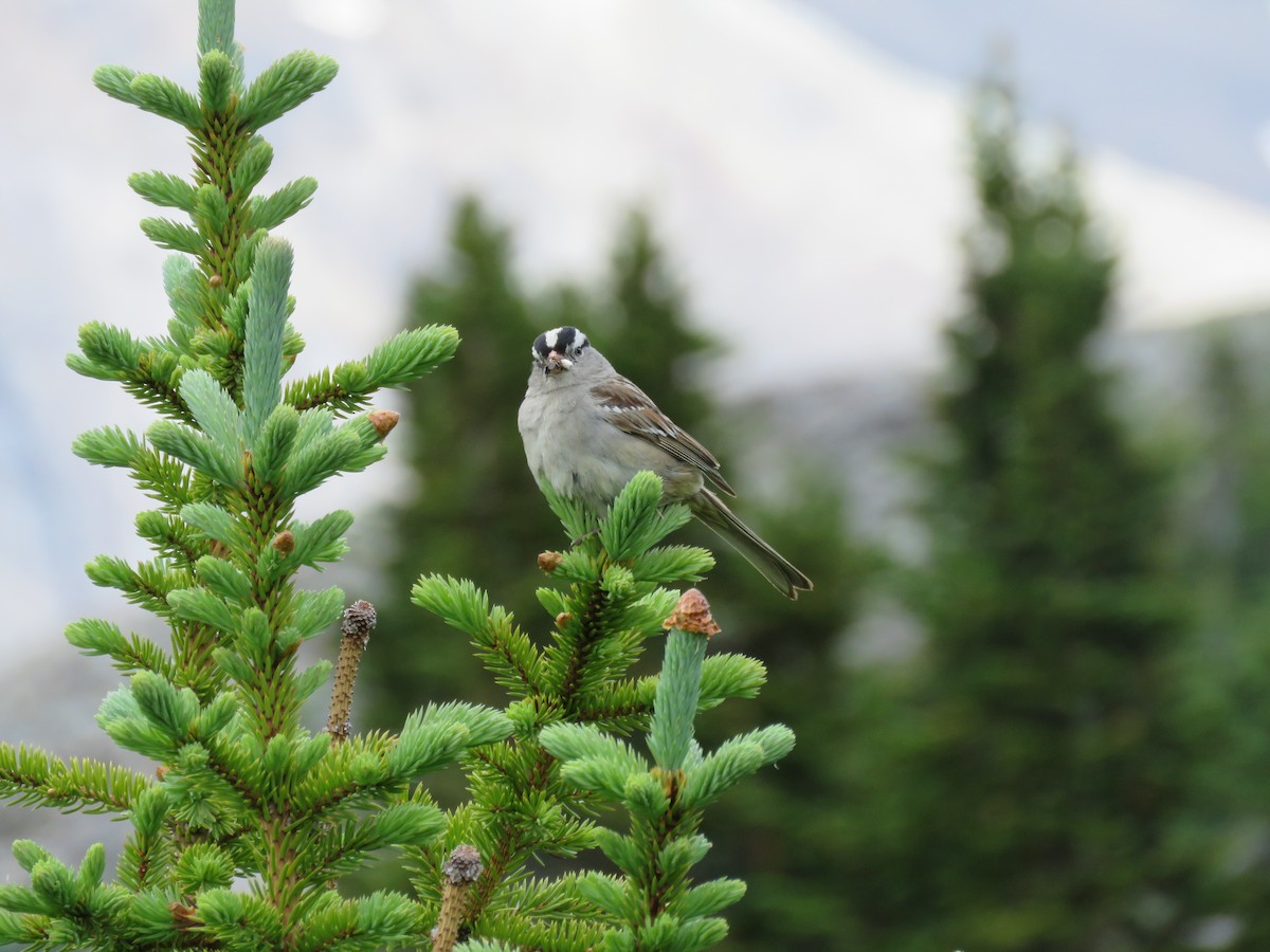 eBird Checklist - 7 Jul 2017 - Banff National Park--Parker Ridge - 9 ...