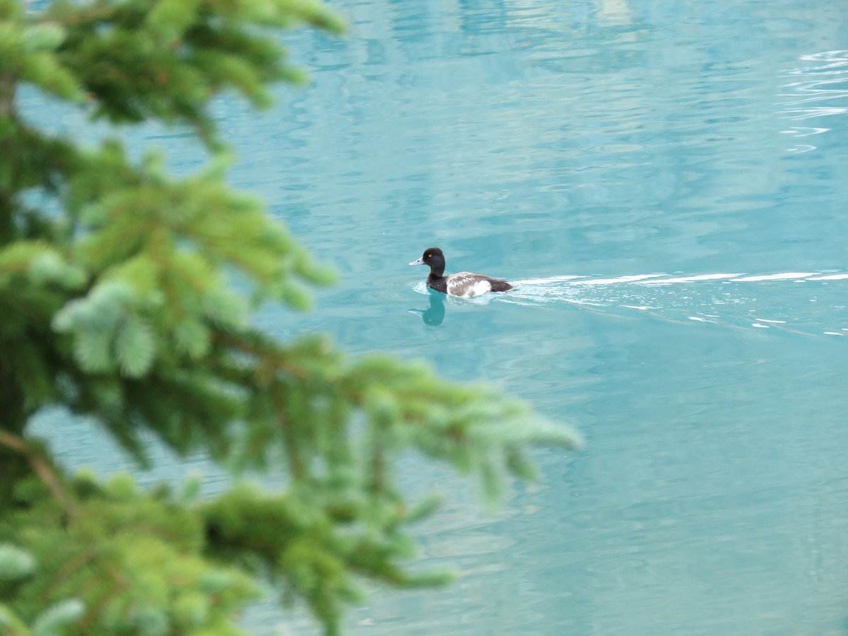 eBird Checklist - 8 Jul 2017 - Banff National Park--Bow Lake - 7 species