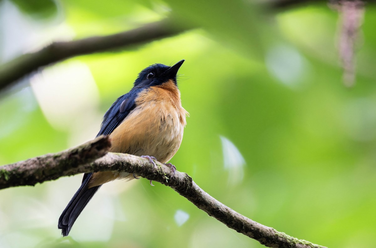 Sulawesi Blue Flycatcher (Sulawesi) - eBird