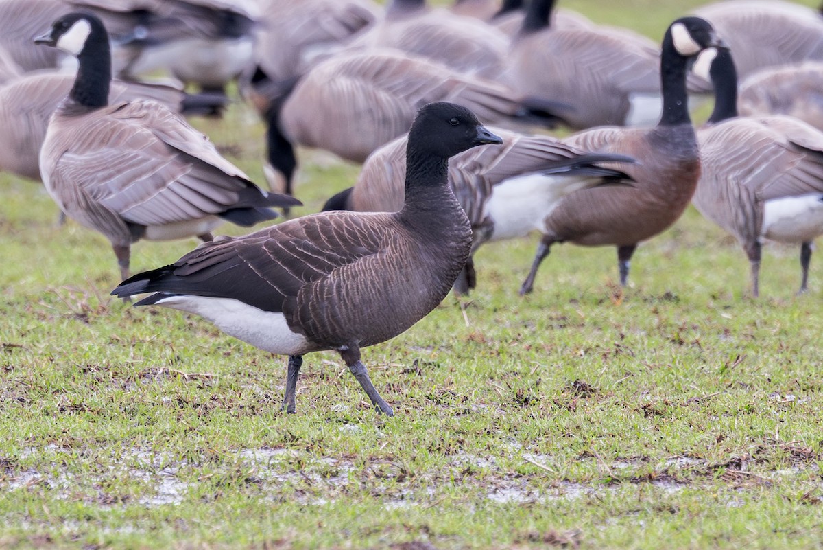 Brant x Cackling Goose (hybrid) - eBird