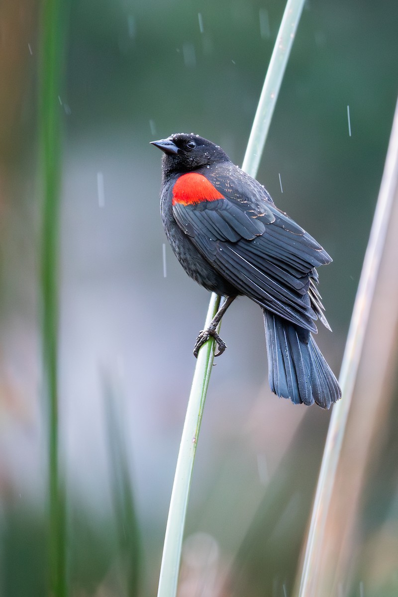 Tordo Sargento (californicus/mailliardorum) - eBird