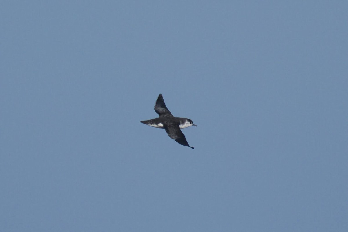 Little Shearwater (West Australian) - eBird